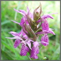 Irish Wildflowers - Hybrid Marsh Orchid